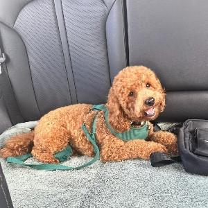 Step up for Heart - Jenny Foaese